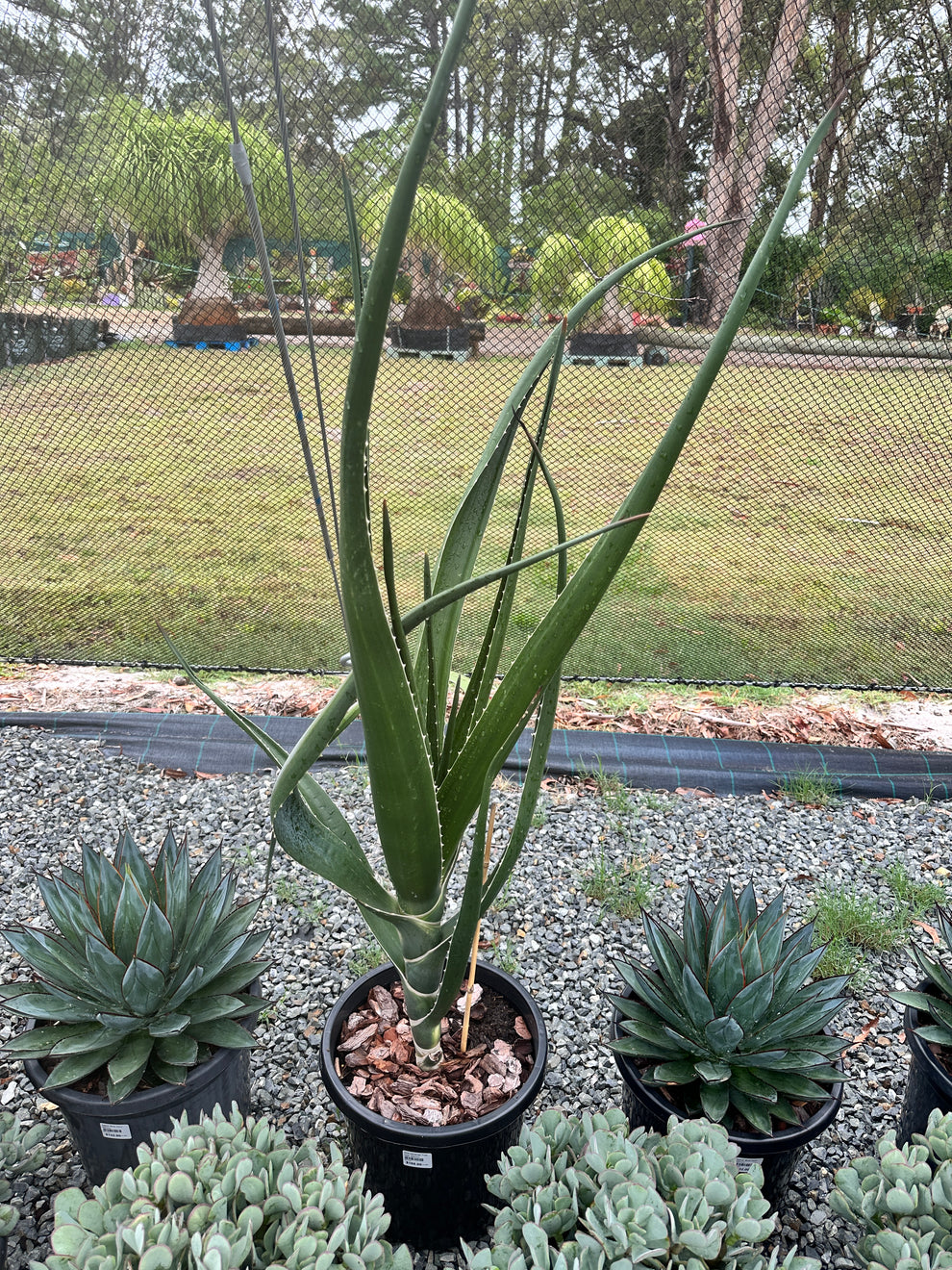 Aloe barberae 'Tree Aloe' 300mm – Forsteriana