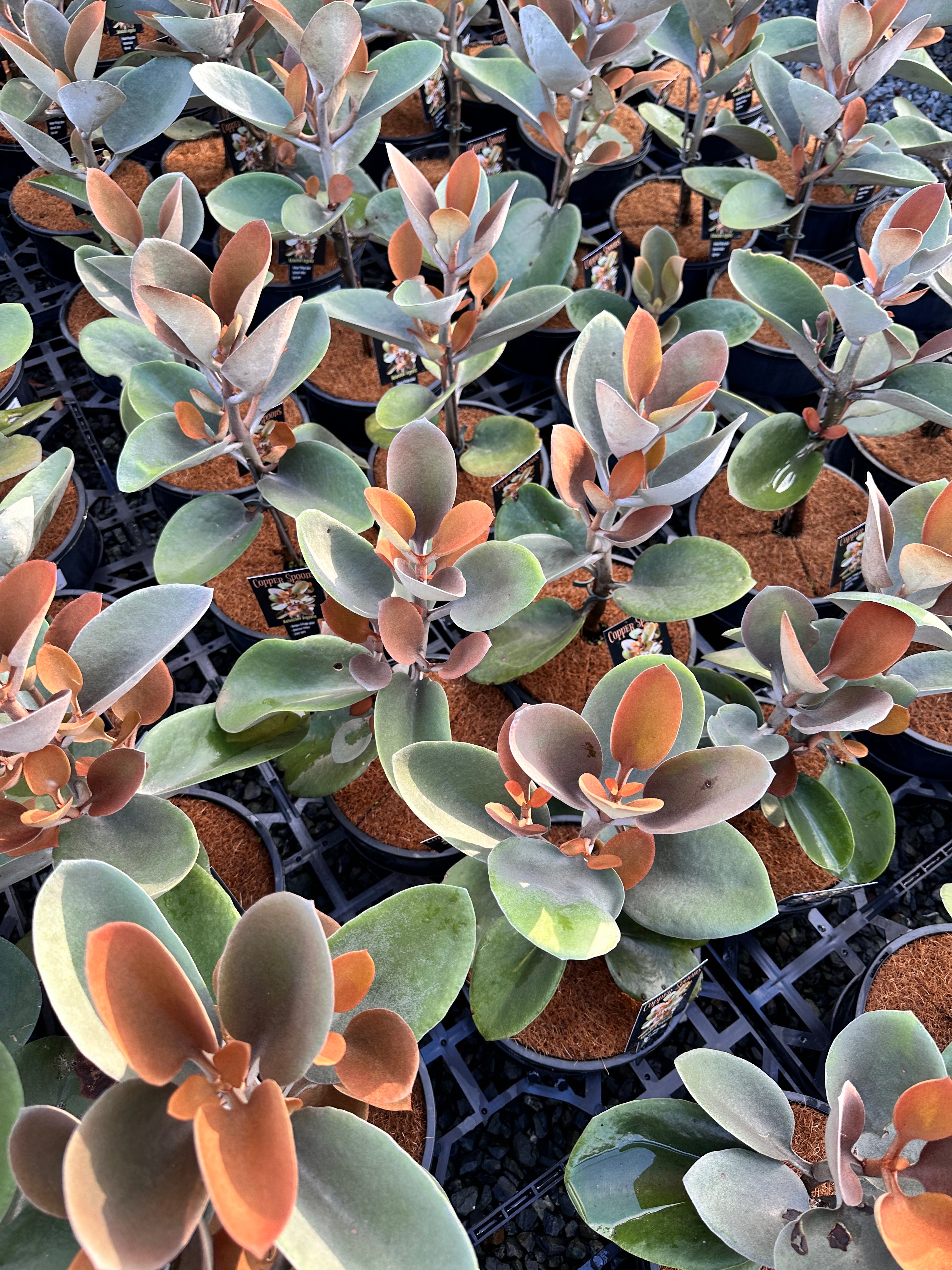 Kalanchoe 'Copper Spoons' 180mm – Forsteriana