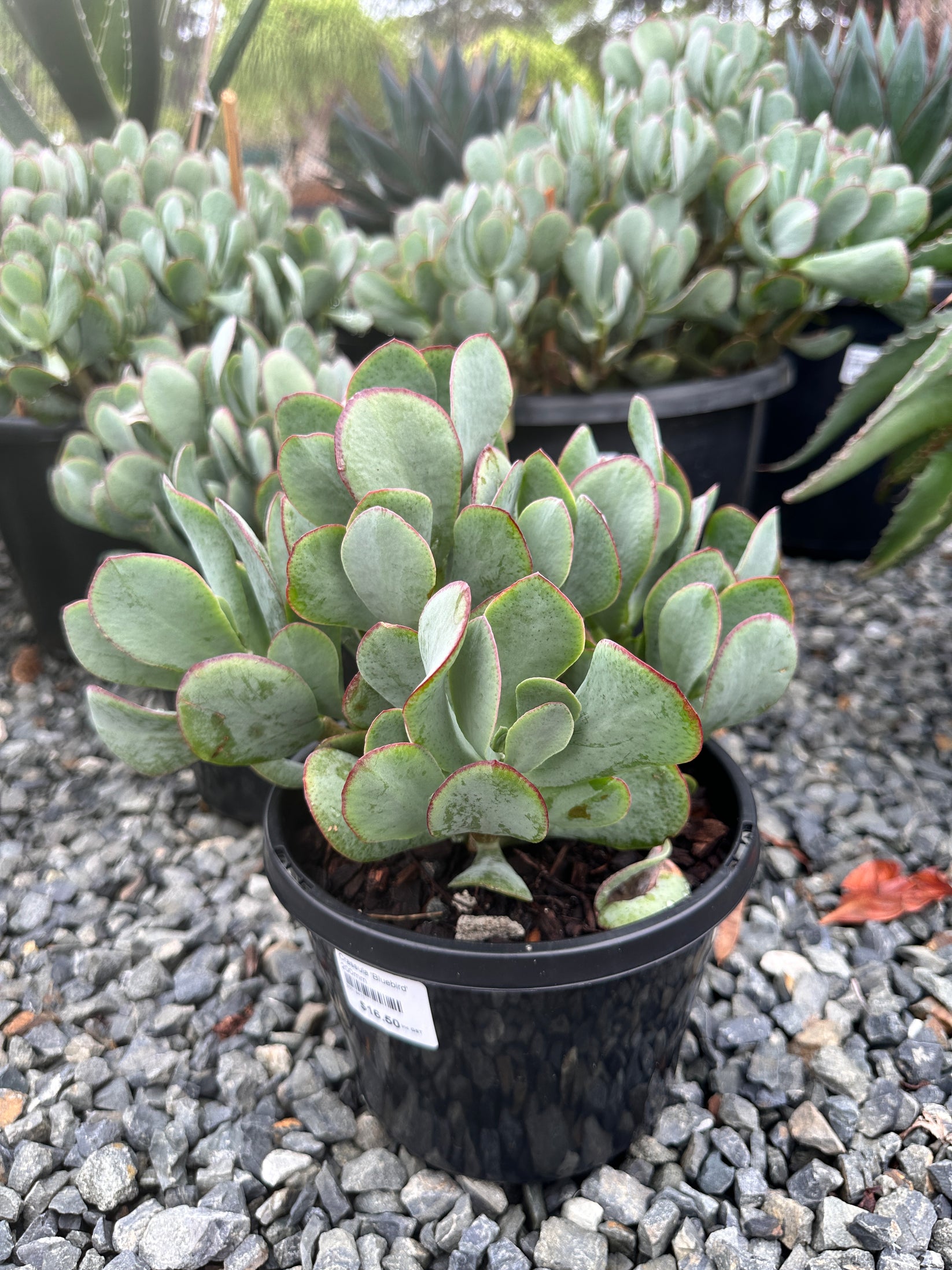 Crassula 'Bluebird' 200mm – Forsteriana