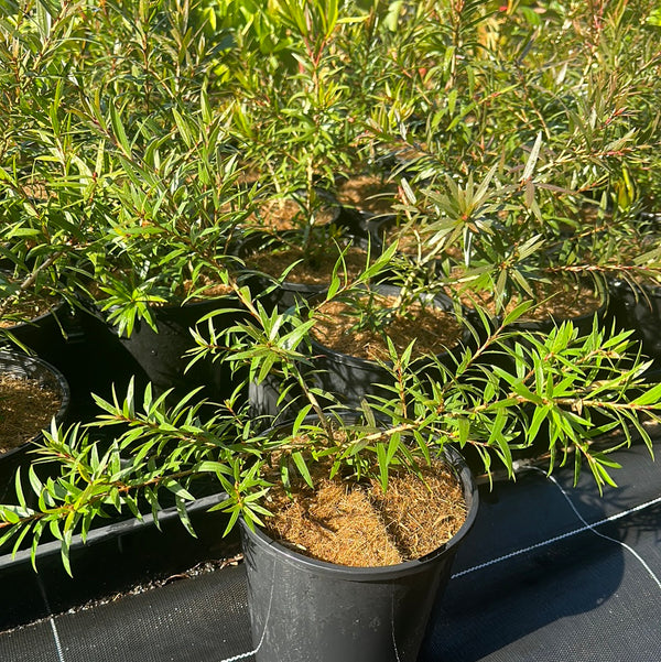 Callistemon 'Captain Cook' 180mm – Forsteriana